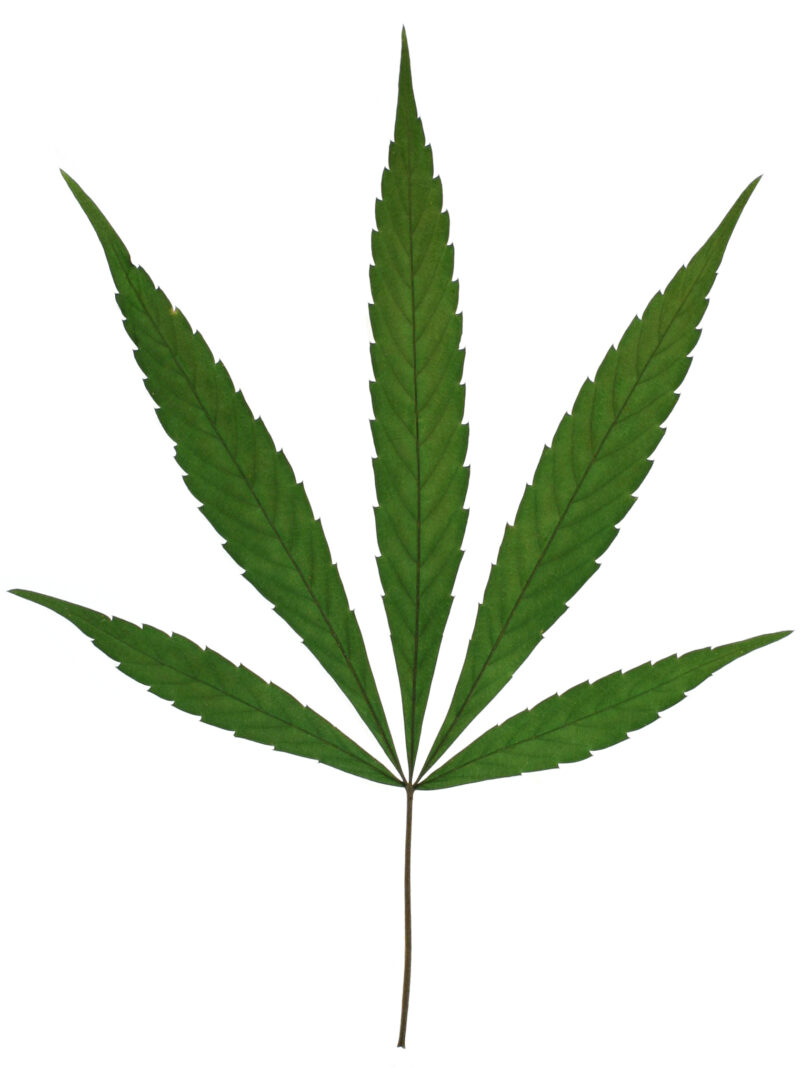 Marijuana DUI Criminal Defense Lawyer (PA) | Fight Your Case